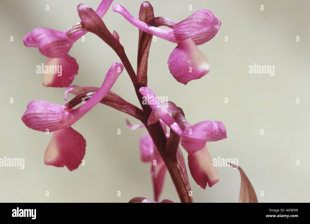 Perennial snapdragon linaria purpurea hi-res stock photography and ...