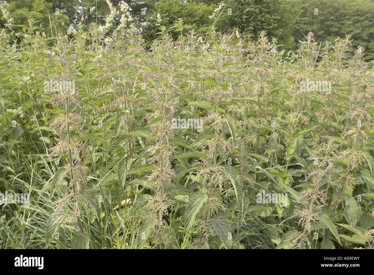 stinging nettle (Urtica dioica), blooming Stock Photo - Alamy