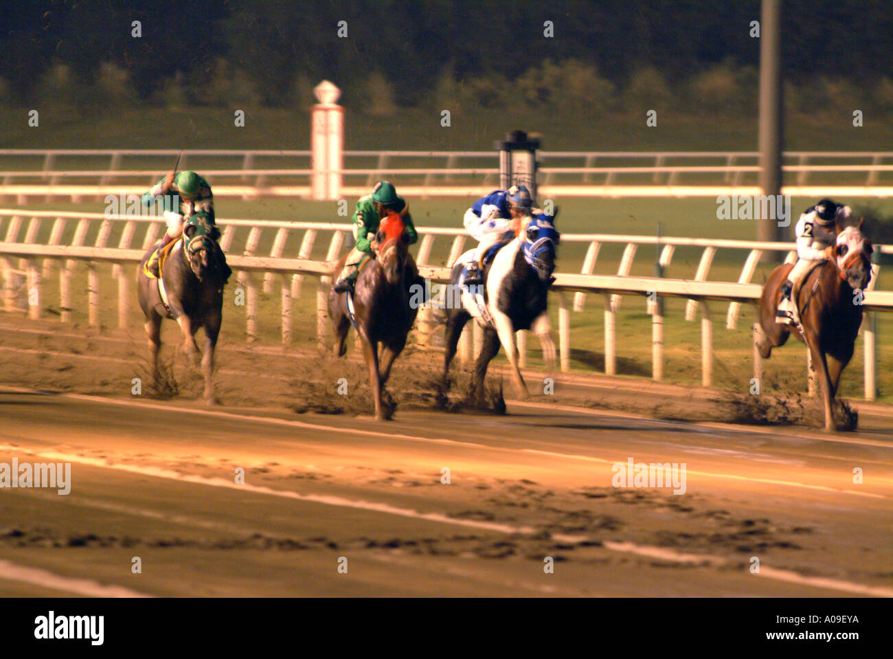 Horses racing for the finish line on a wet muddy track in Texas Stock ...