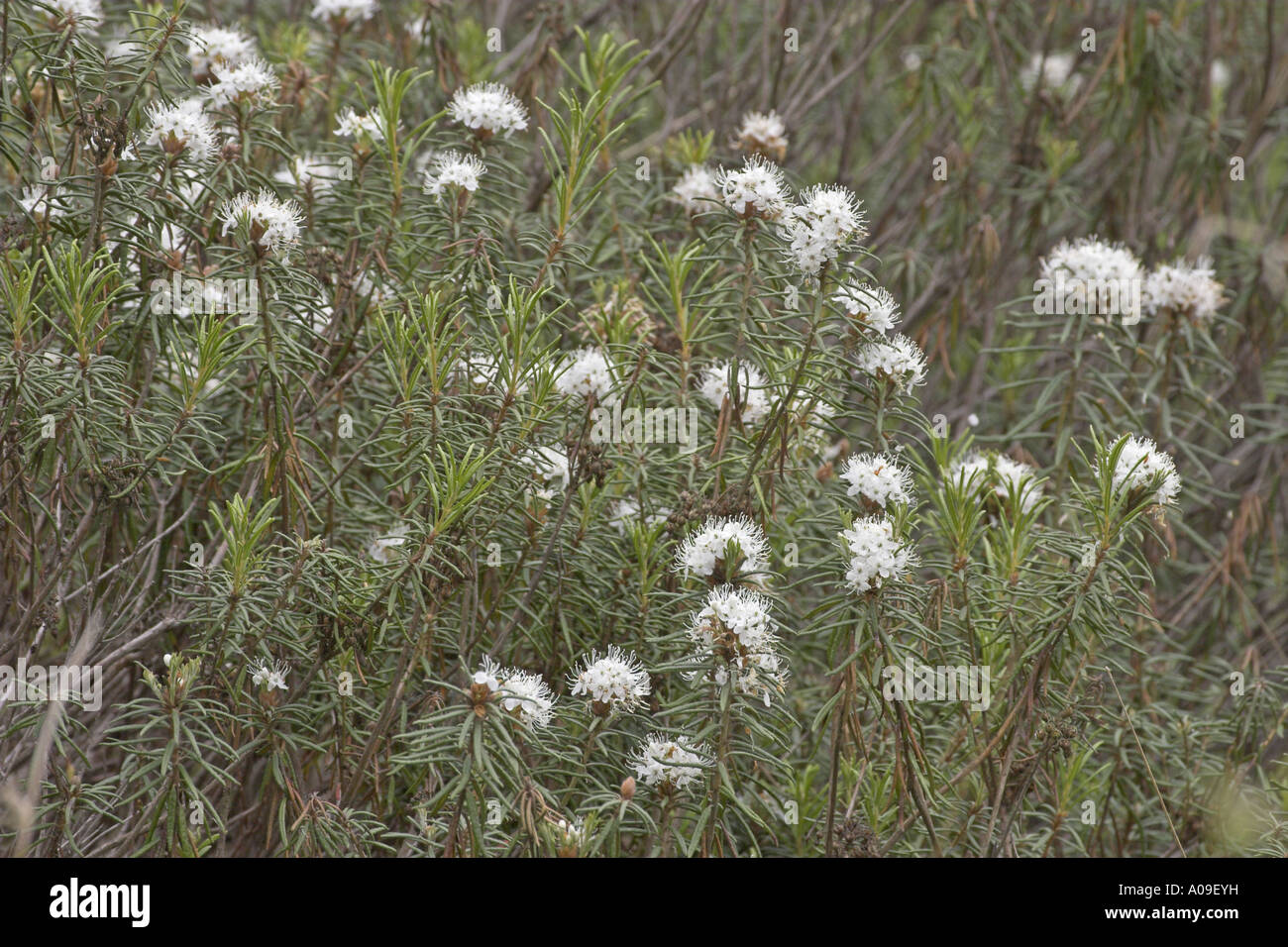 labrador tea (Ledum palustre), blooming Stock Photo - Alamy