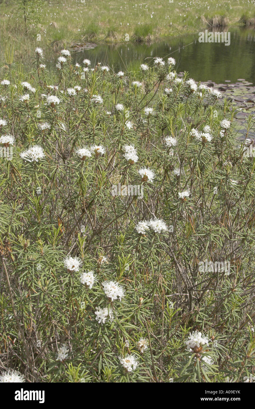 Dwarf tea tree hi-res stock photography and images - Alamy