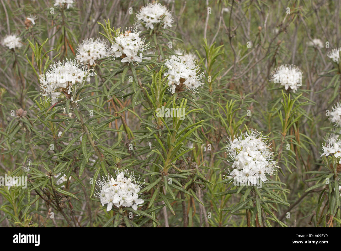 Dwarf tea tree hi-res stock photography and images - Alamy