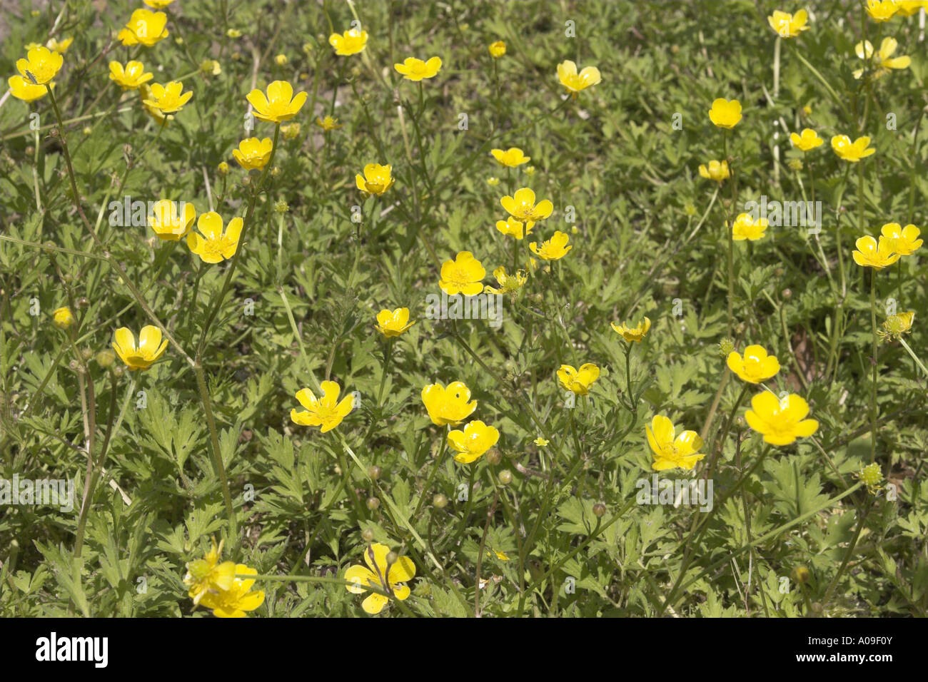creeping buttercup (Ranunculus repens), blooming Stock Photo - Alamy