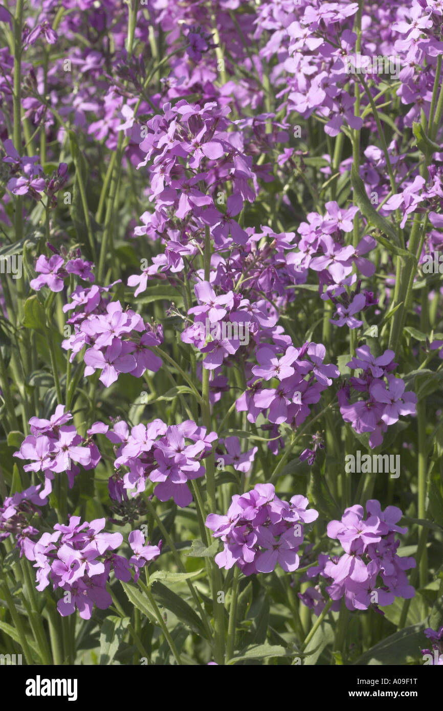 dame's-rocket, dame's-violet, garden rocket, Dame's rocket (Hesperis ...