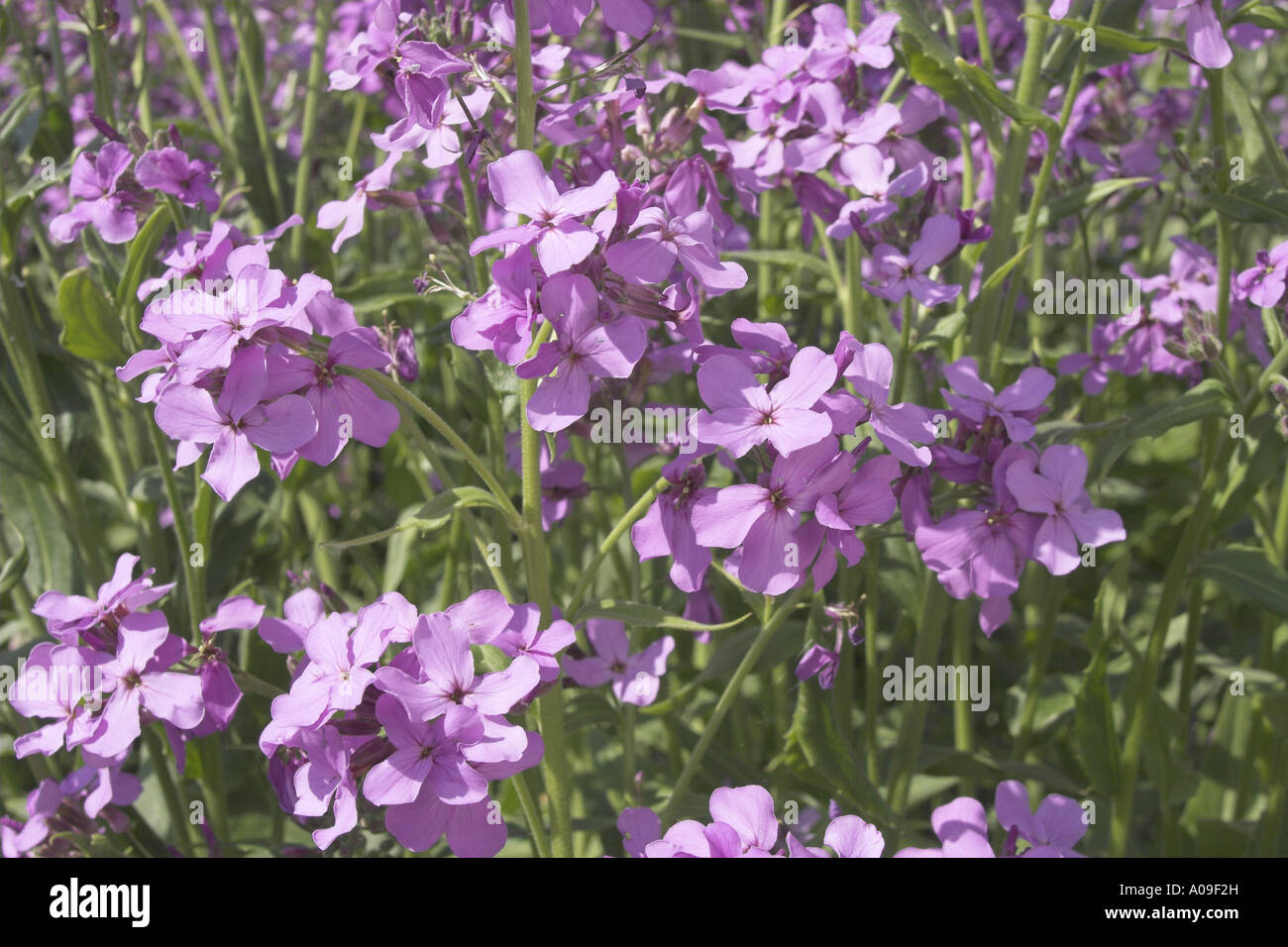 dame's-rocket, dame's-violet, garden rocket, Dame's rocket (Hesperis ...