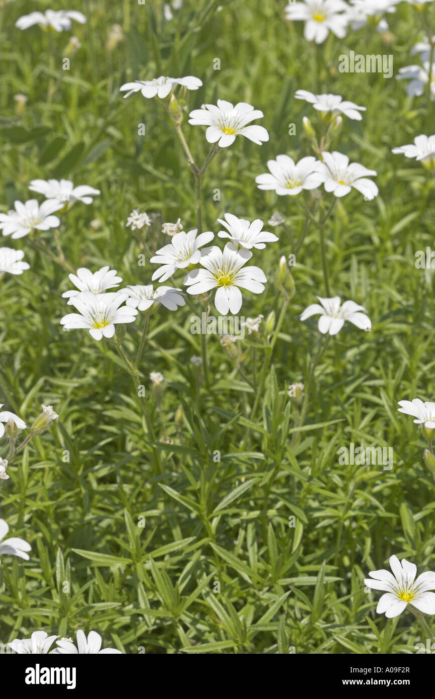 Field mouse family hi-res stock photography and images - Alamy
