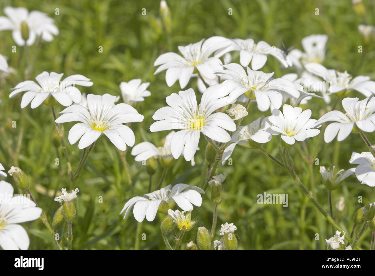 Field mouse family hi-res stock photography and images - Alamy