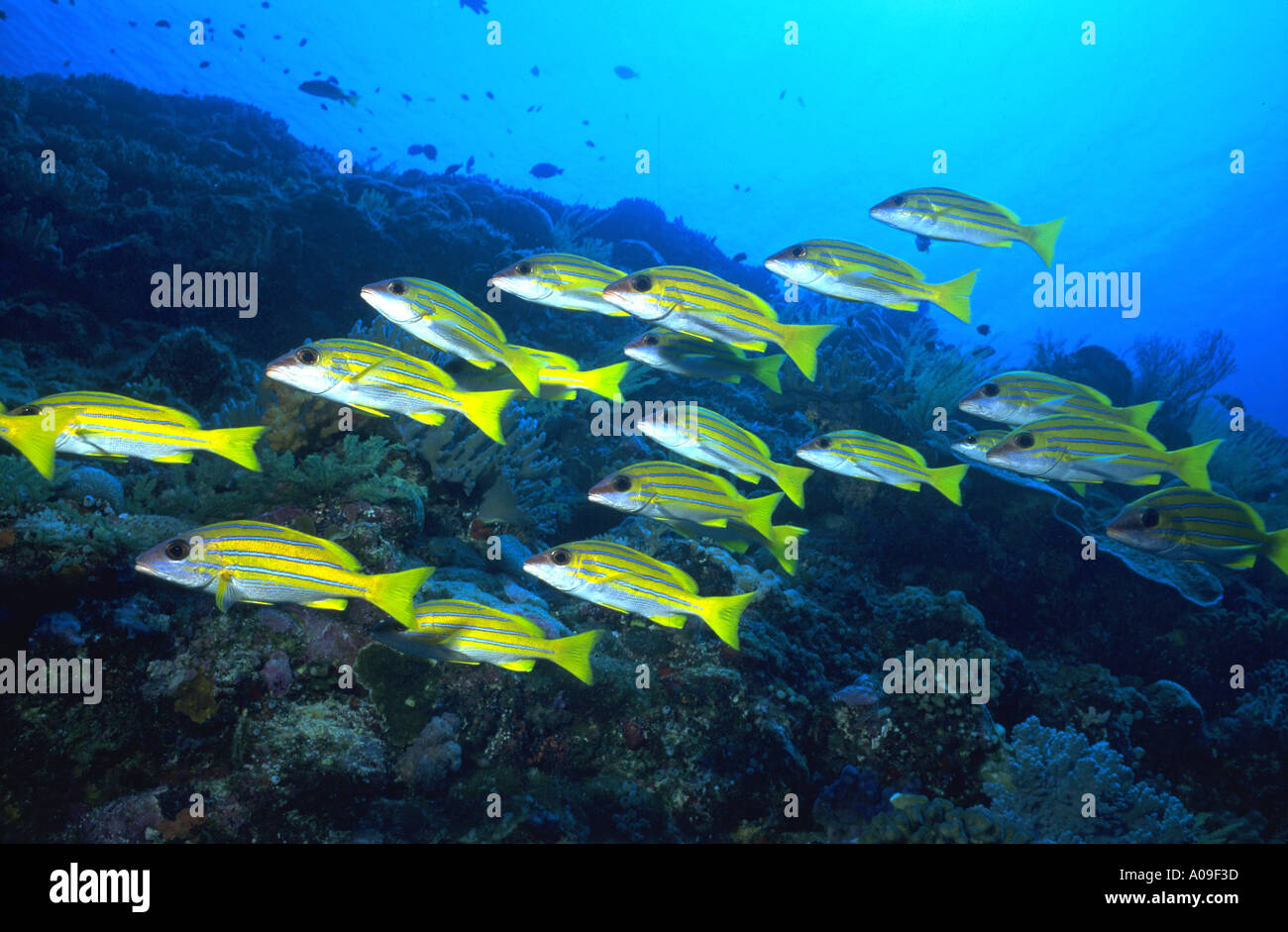 Schooling fish Palau Stock Photo - Alamy