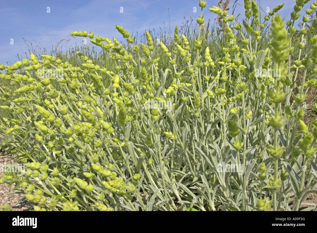 Greak Mountain Tea, Cretan Mountain Tea (Sideritis syriaca Stock Photo ...