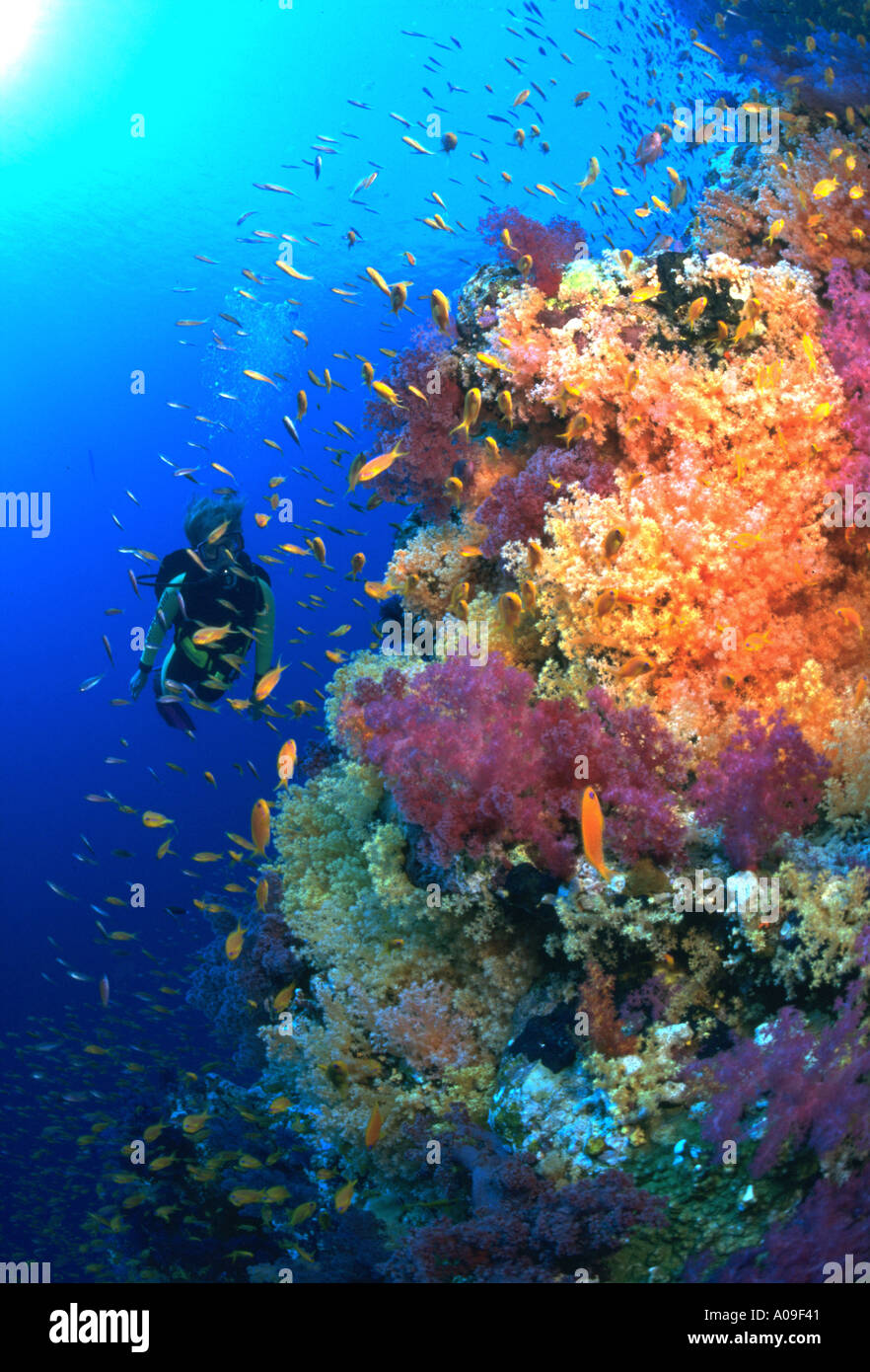 Reef scenic Red Sea Stock Photo - Alamy