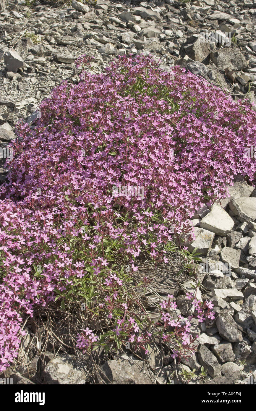 Tumbling ted hi-res stock photography and images - Alamy