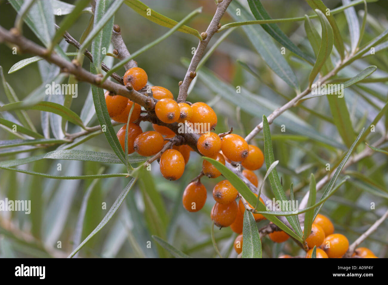 Hippophae rhamnoides flower hi-res stock photography and images - Alamy