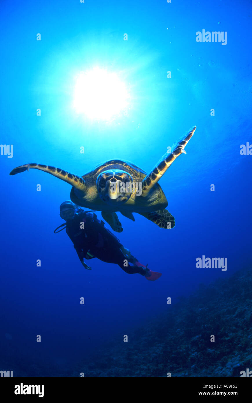 Diver and turtle Red Sea Stock Photo - Alamy