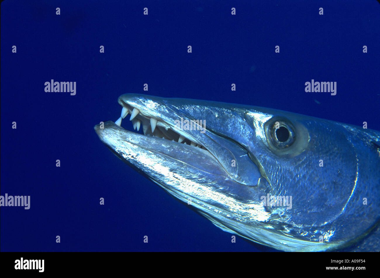 Great barracuda Florida Keys Stock Photo - Alamy