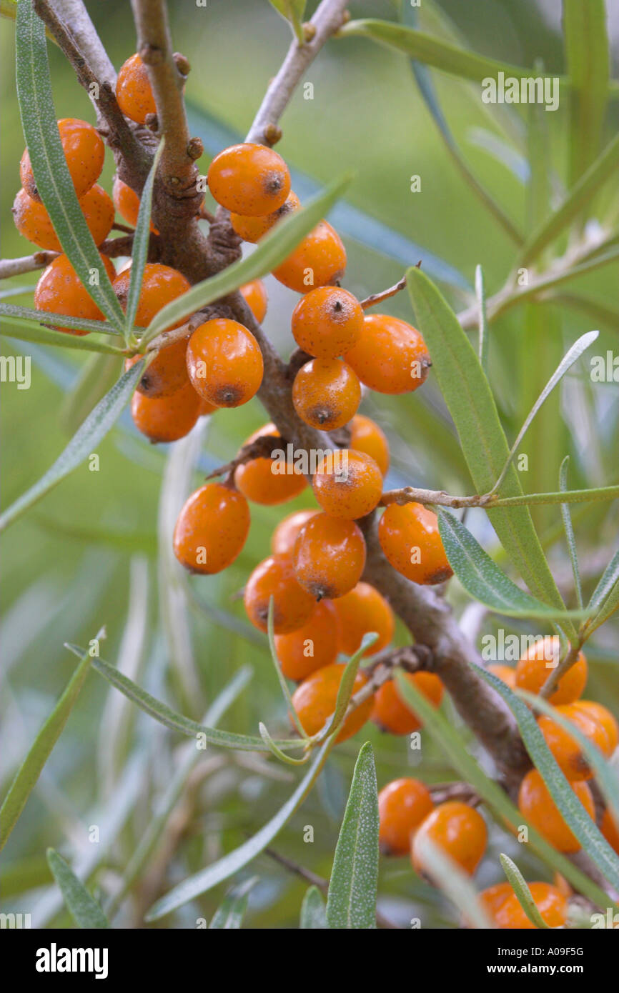 Hippophae rhamnoides flower hi-res stock photography and images - Alamy
