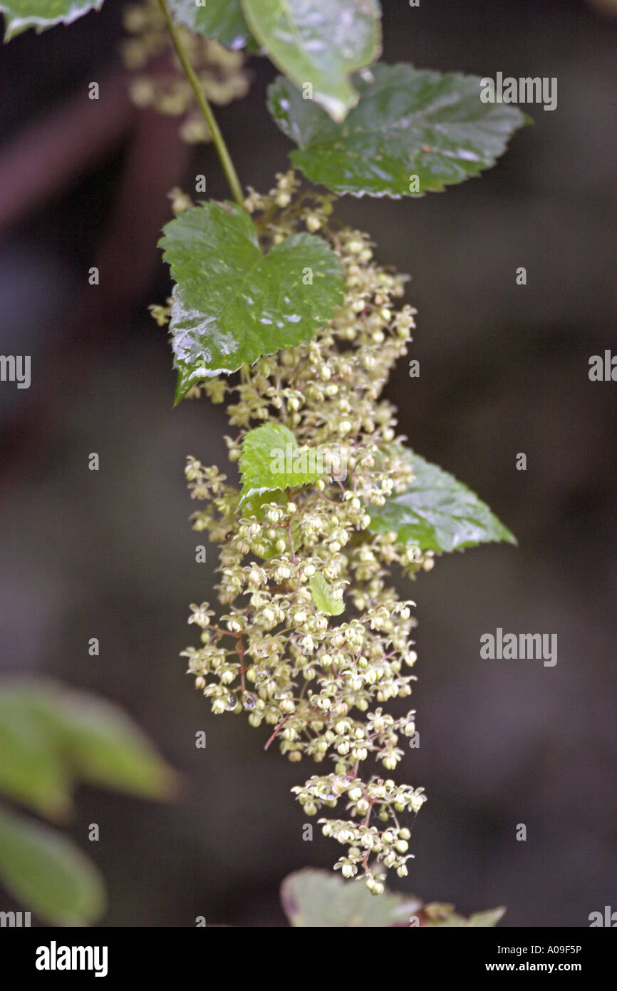 common hop (Humulus lupulus), male flowers Stock Photo - Alamy