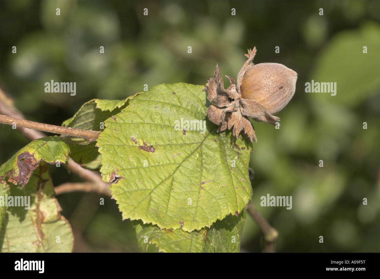 common hazel (Corylus avellana), fruit, hazelnut Stock Photo - Alamy