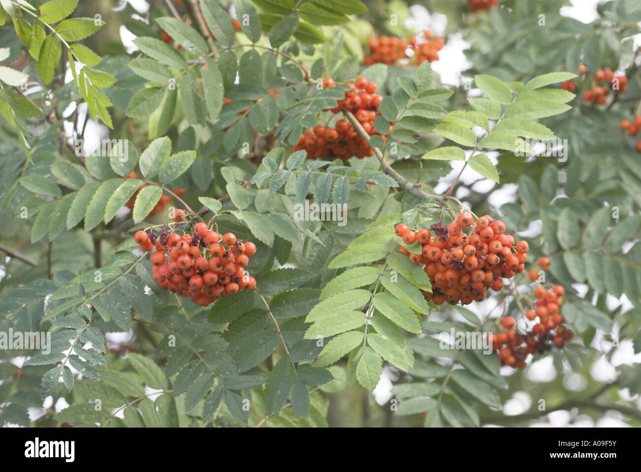 European mountain-ash, rowan tree (Sorbus aucuparia), fruits Stock ...
