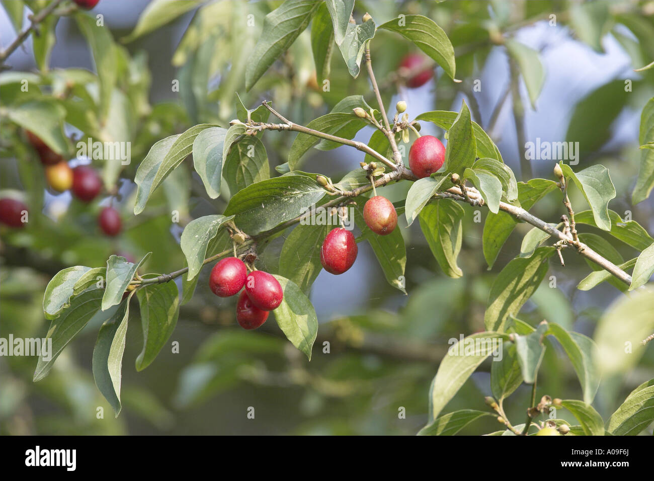 Cornus fruits hi-res stock photography and images - Alamy
