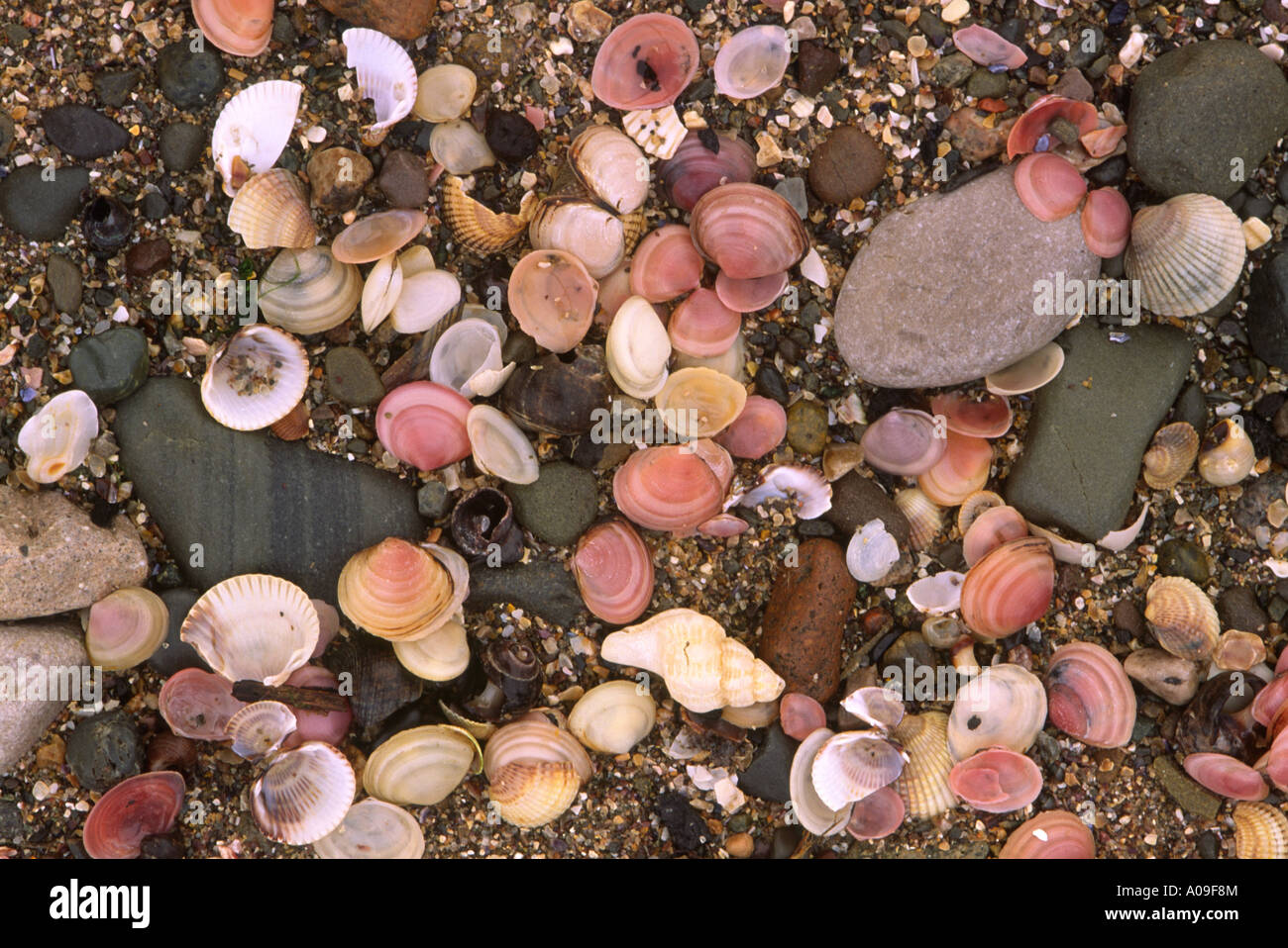 Sea shells and pebbles Stock Photo - Alamy