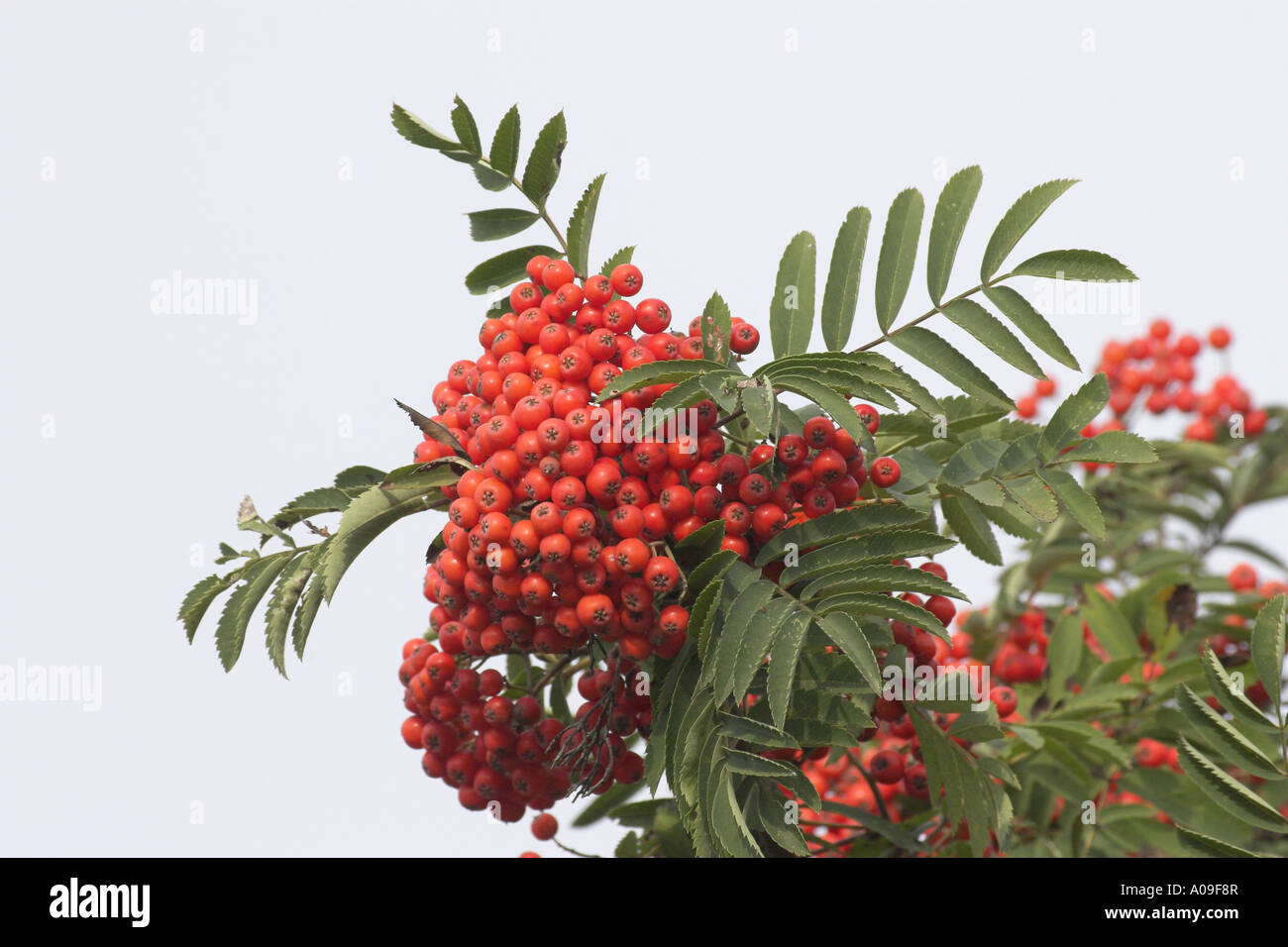 European mountain-ash, rowan tree (Sorbus aucuparia), fruits Stock ...
