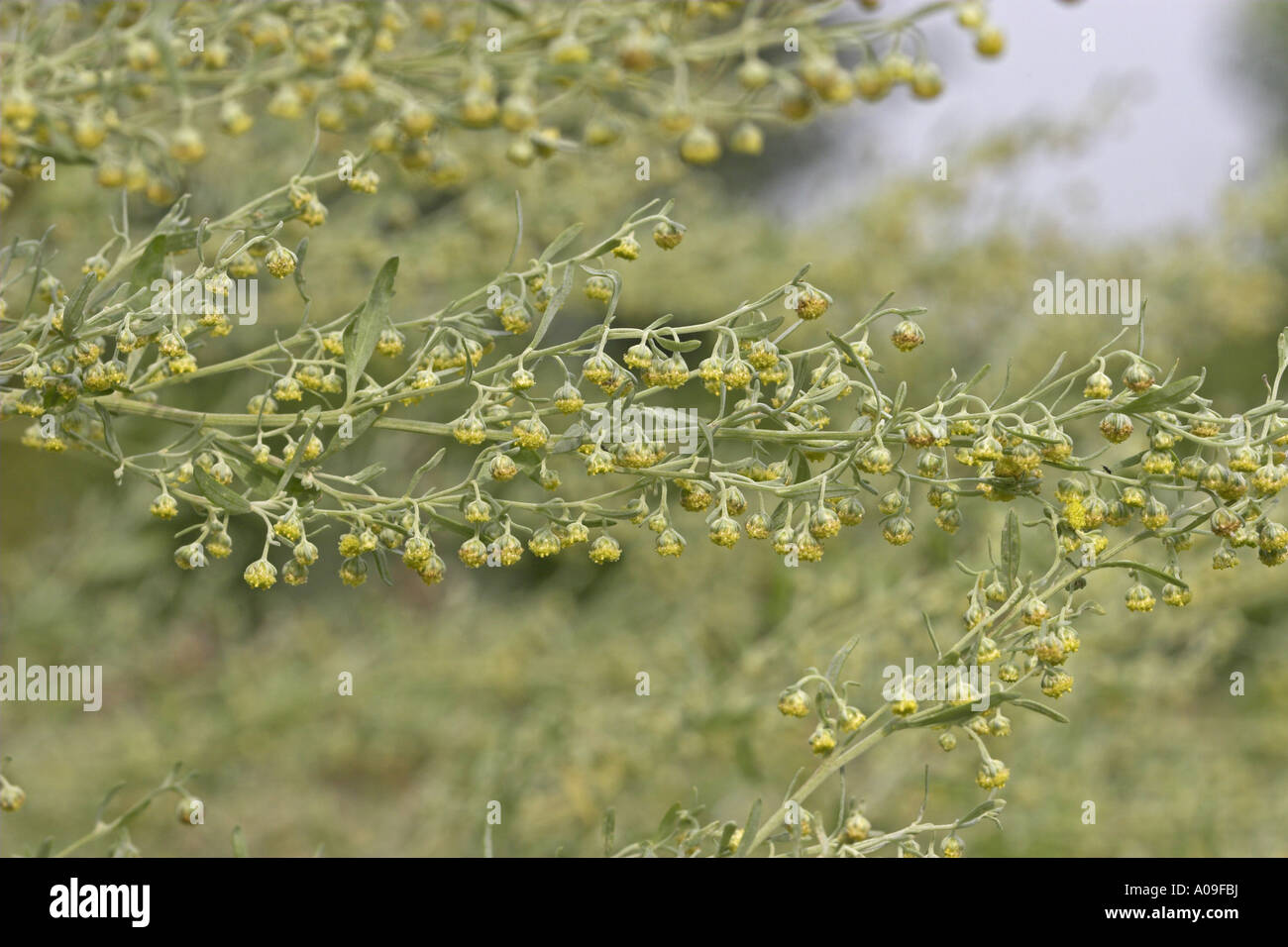 common wormwood, absinth wormwood, absinth sagewort (Artemisia ...
