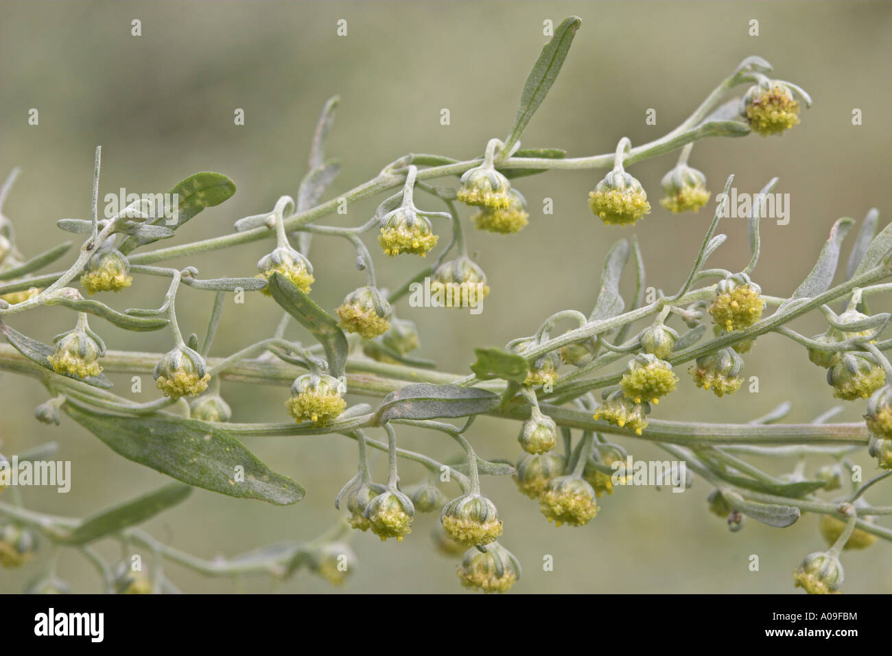 common wormwood, absinth wormwood, absinth sagewort (Artemisia ...