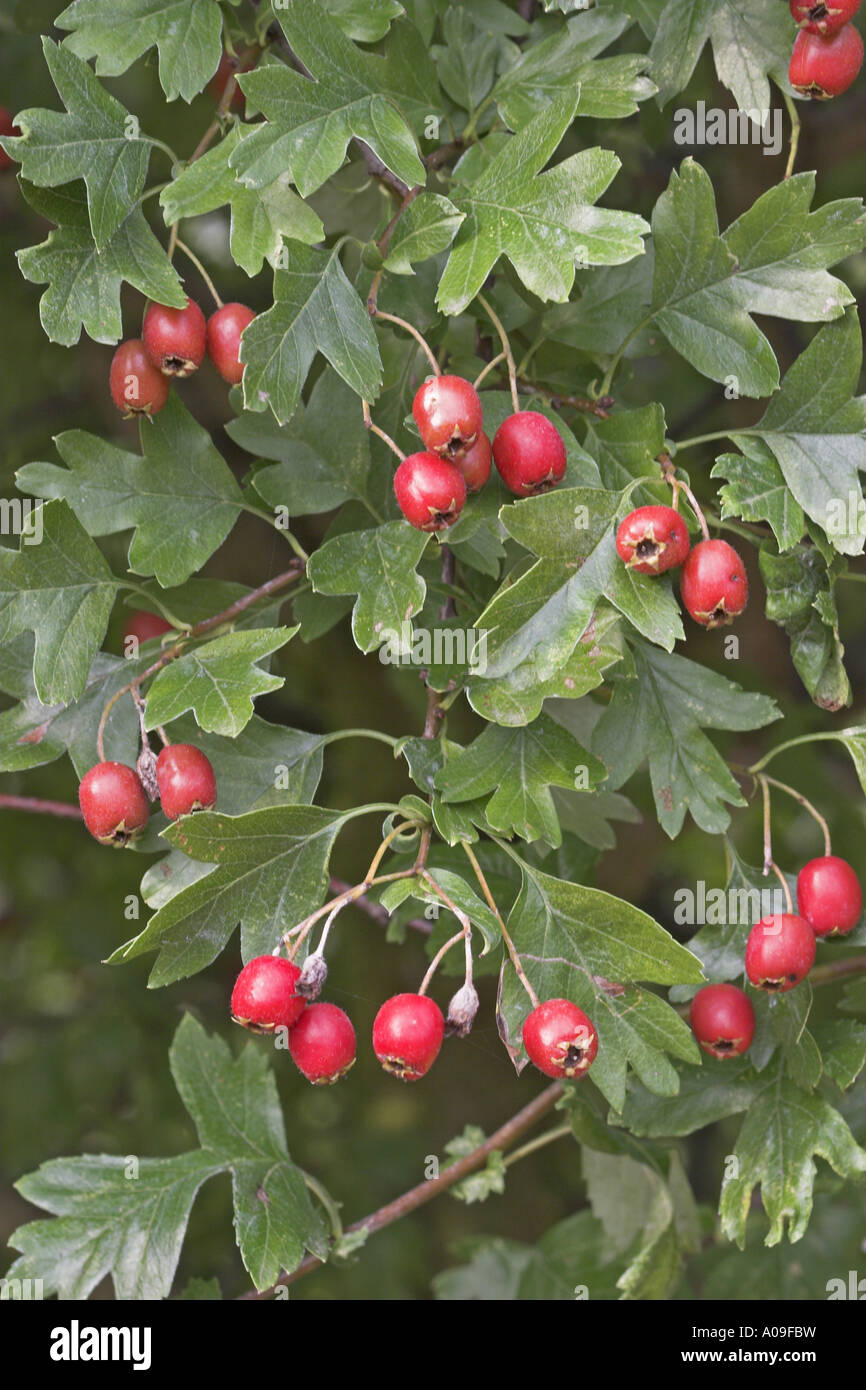 common hawthorn, singleseed hawthorn, English hawthorn (Crataegus ...