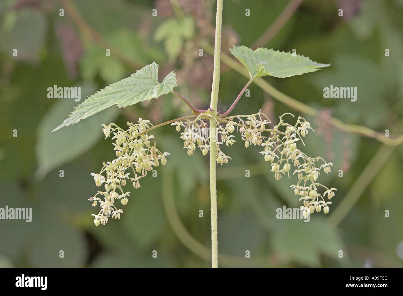 Common hop humulus lupulus male hi-res stock photography and images - Alamy