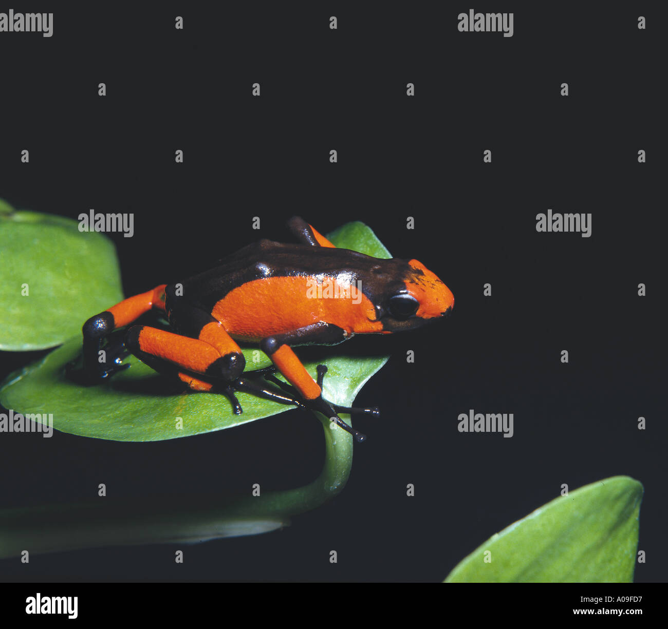 red black POISONARROWFROG Poison Arrow Frog DENDROBATES HISTRIONICUS ...