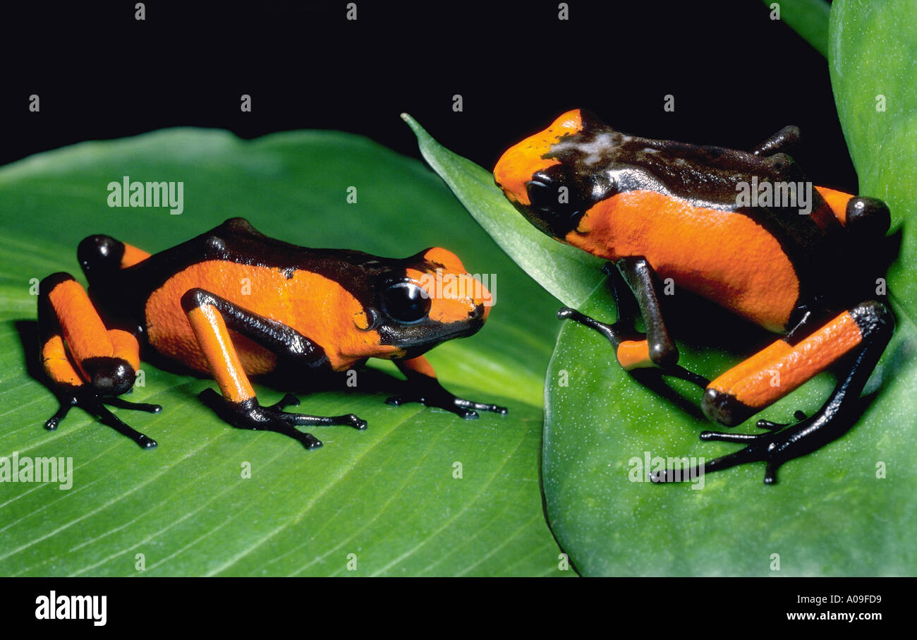 two 2 red black POISONARROWFROG Frogs Poison Arrow Frog DENDROBATES ...