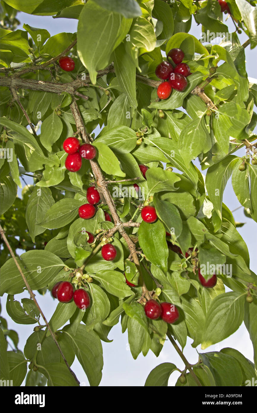 cornelian cherry wood (Cornus mas), fruits Stock Photo - Alamy