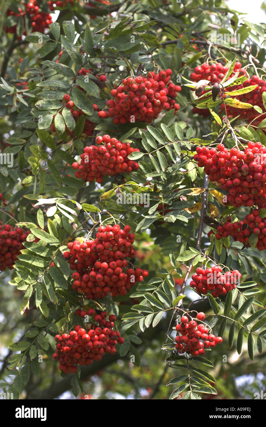 European mountain-ash, rowan tree (Sorbus aucuparia), fruits Stock ...