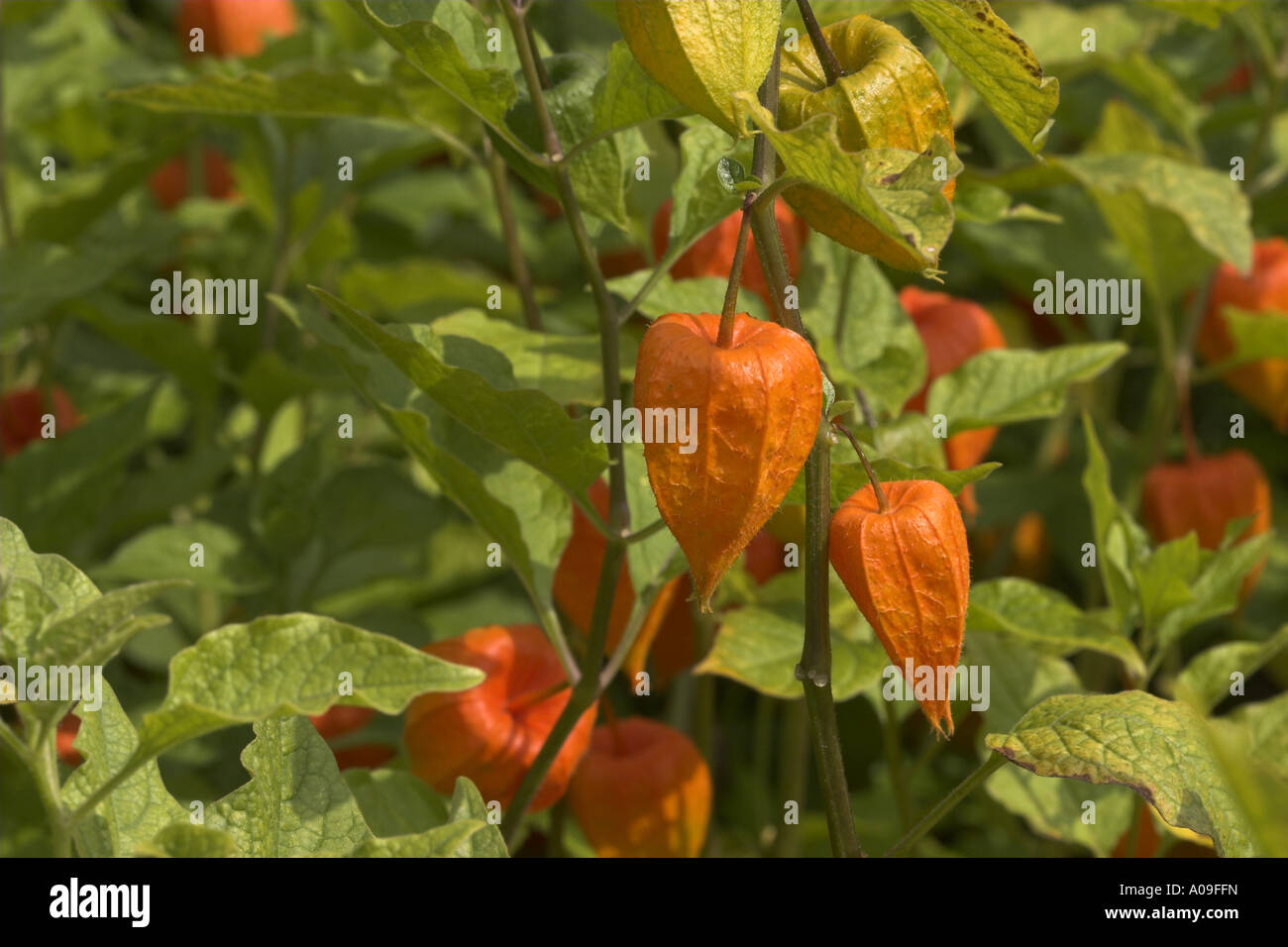 chinese lantern, bladder-cherry (Physalis alkekengi), fruits with ...