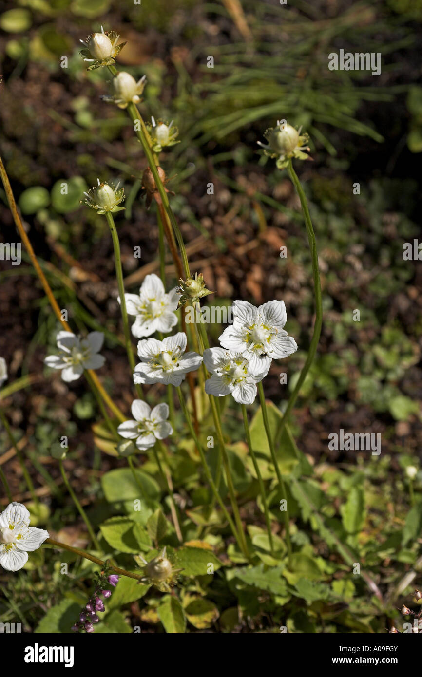marsh grass-of-parnassus (Parnassia palustris), blooming plant Stock ...
