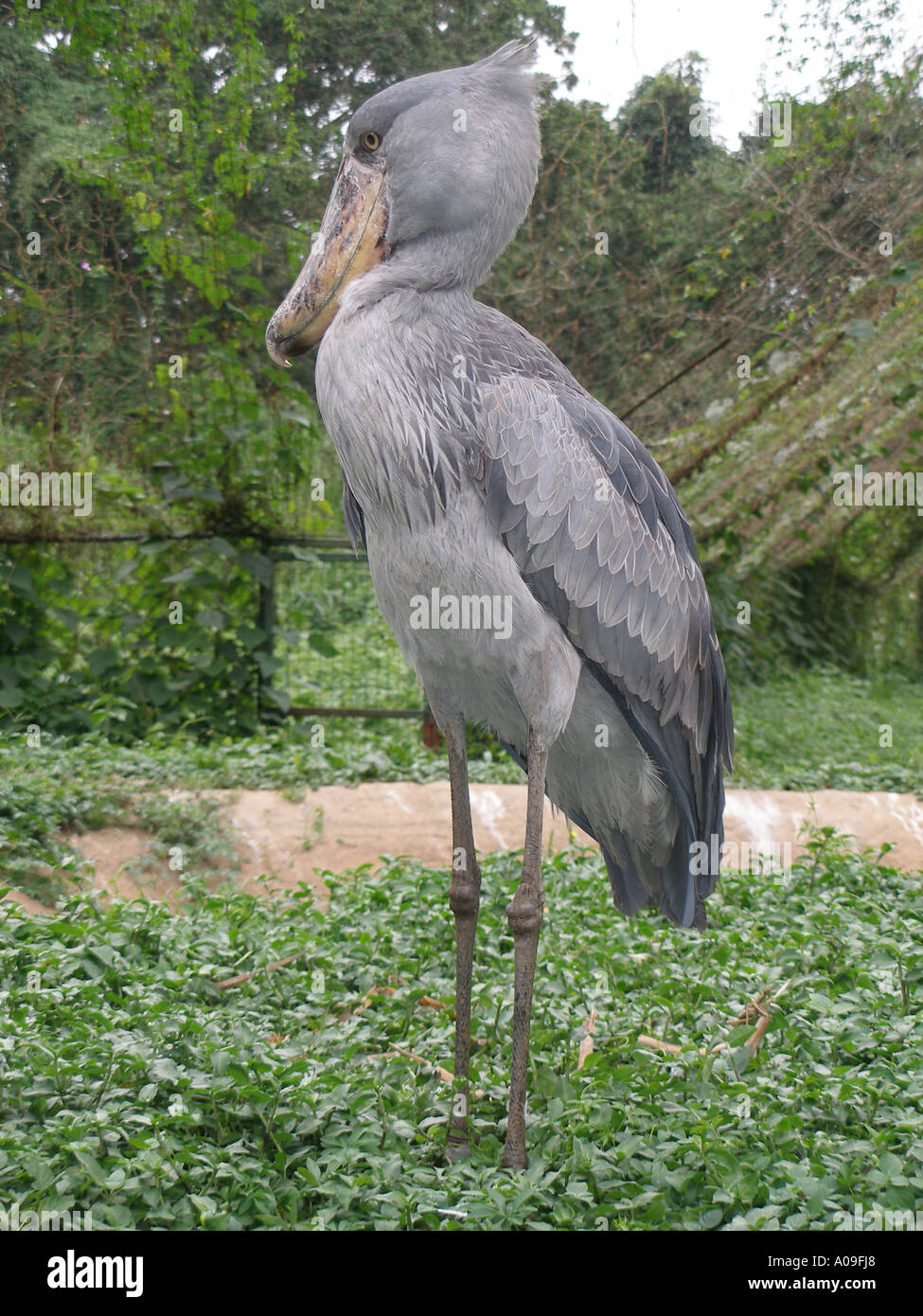 Shoebill stork in Uganda Stock Photo - Alamy