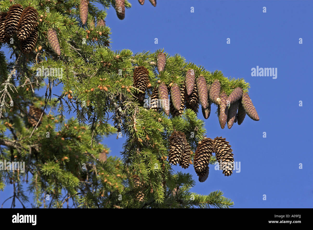 Norway spruce picea abies cones hi-res stock photography and images - Alamy