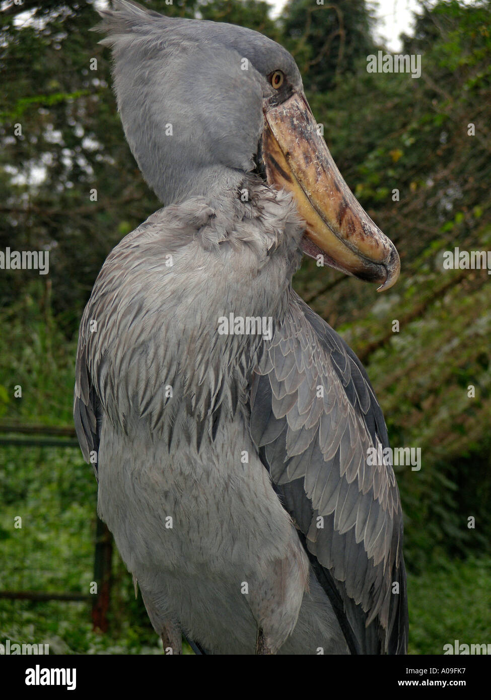 Shoebill stork in Uganda Stock Photo - Alamy