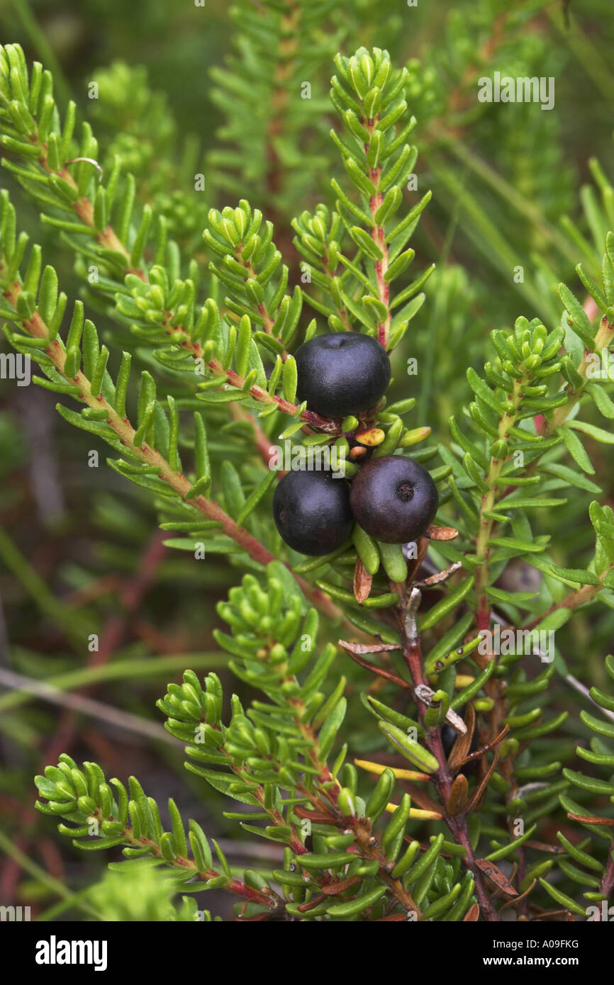 black crowberry (Empetrum nigrum), fruits Stock Photo - Alamy
