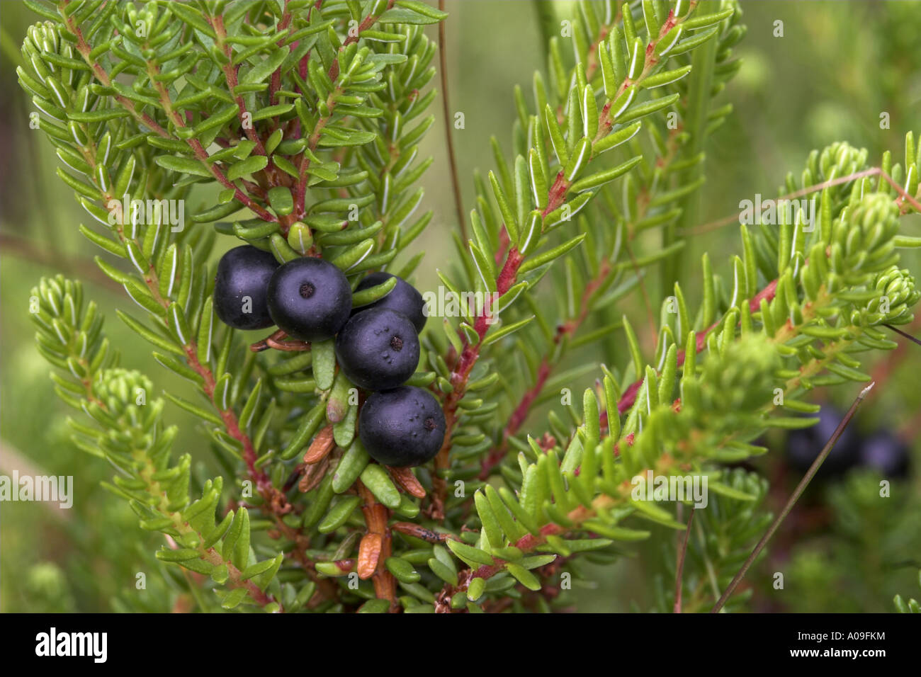 Ripe crowberry hi-res stock photography and images - Alamy