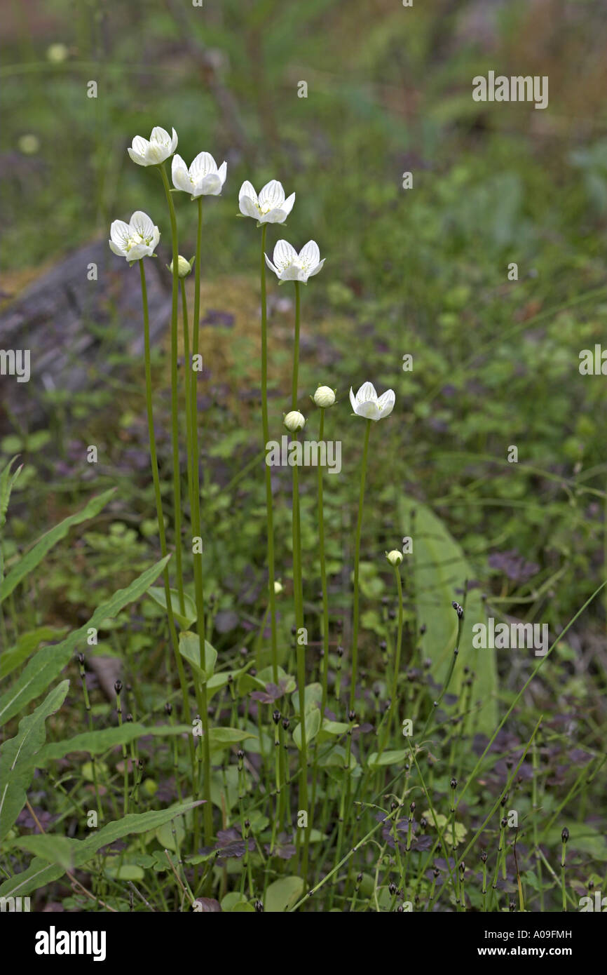 Parnassiaceae family hi-res stock photography and images - Alamy