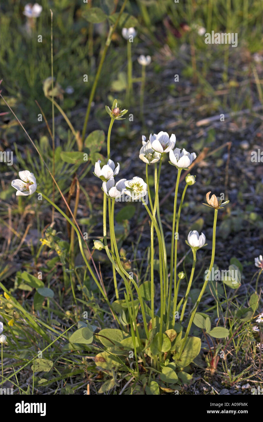 Parnassus palustris hi-res stock photography and images - Alamy