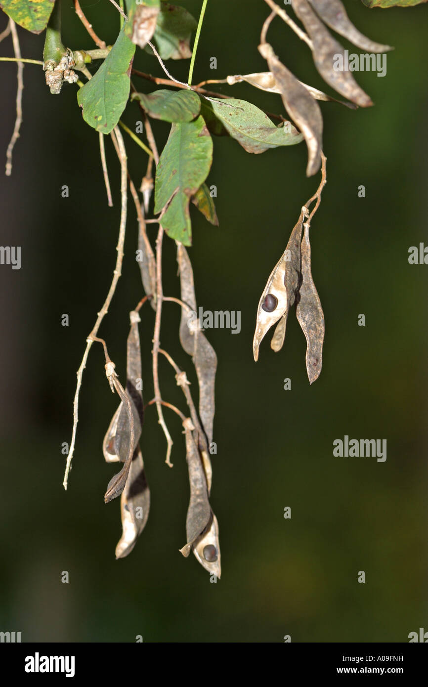 Laburnum seed pod hi-res stock photography and images - Alamy