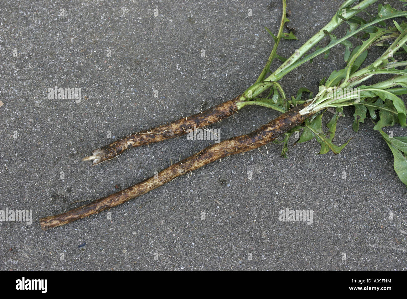 blue sailors, common chicory, wild succory (Cichorium intybus), roots ...