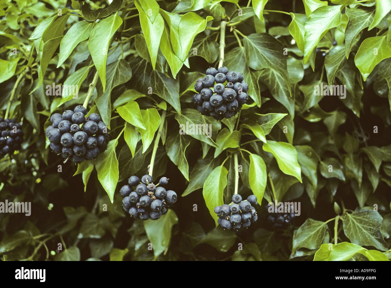 English ivy, common ivy (Hedera helix), mature fruits Stock Photo - Alamy