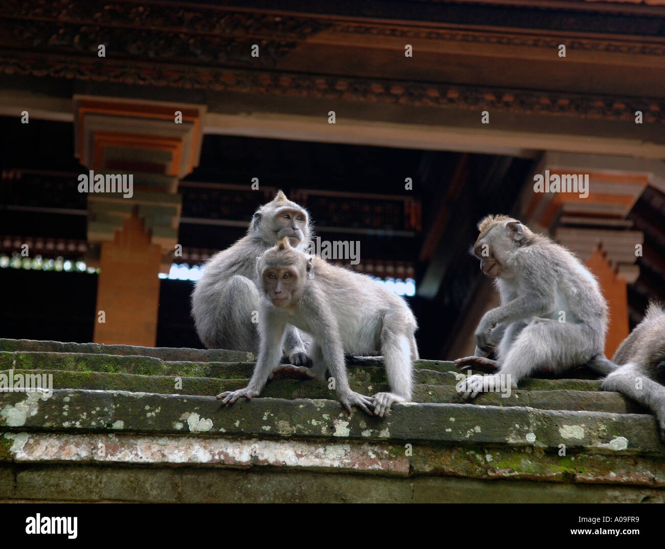 Balinese Macaque Monkey in Temple Pura Prajapati, Ubud, Bali, Indonesia ...
