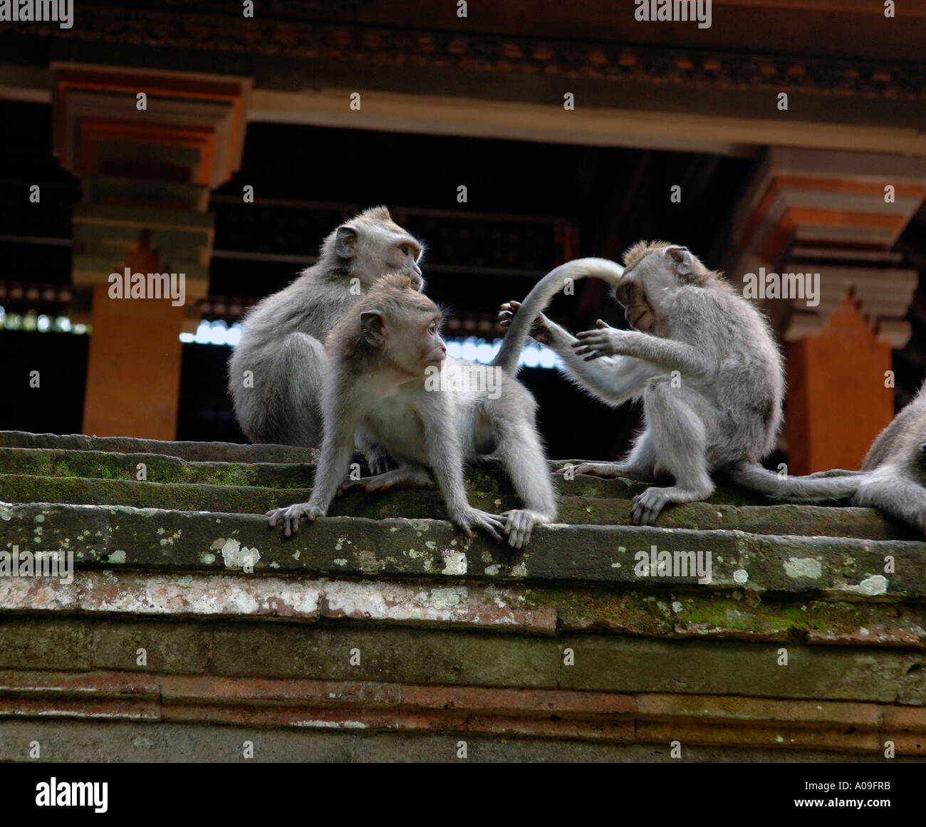 Balinese Macaque Monkey in Temple Pura Prajapati, Ubud, Bali, Indonesia ...