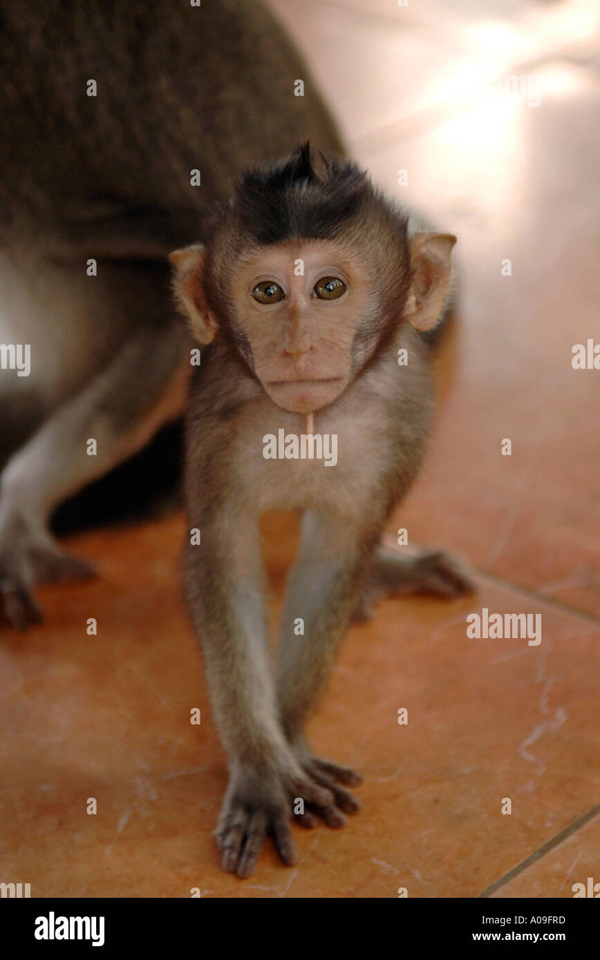 Baby Balinese Macaque Monkey , Temple Pura Prajapati, Ubud, Bali ...