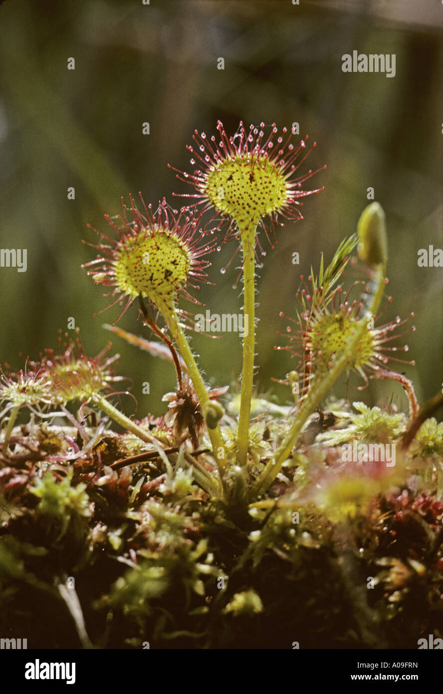 round-leaved sundew, roundleaf sundew (Drosera rotundifolia), plant ...