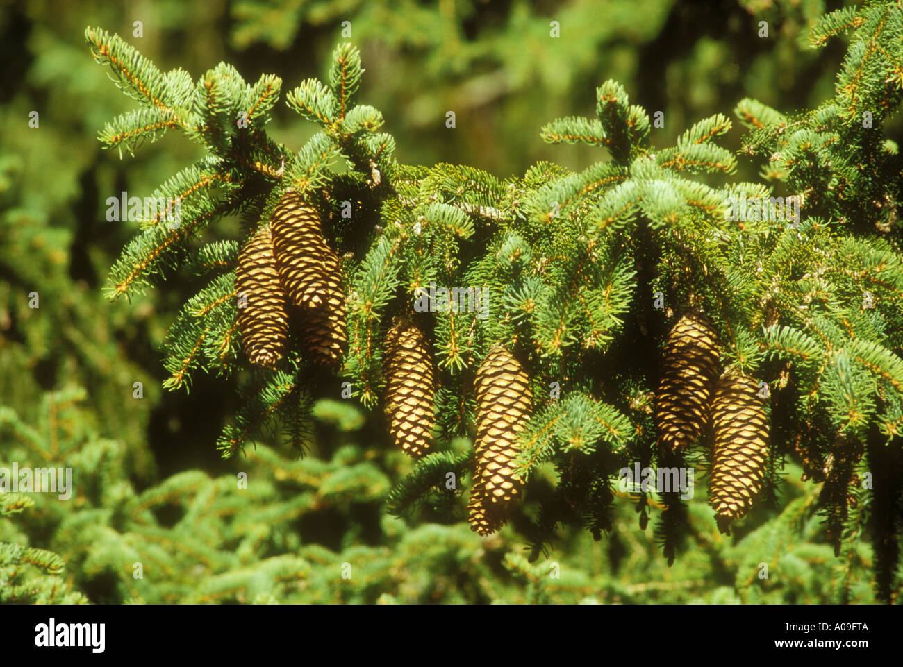Pinecones on a Spruce Tree Stock Photo - Alamy